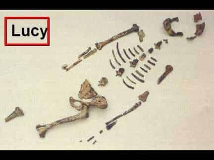 Lucy, is she really near human? – YecHeadquarters